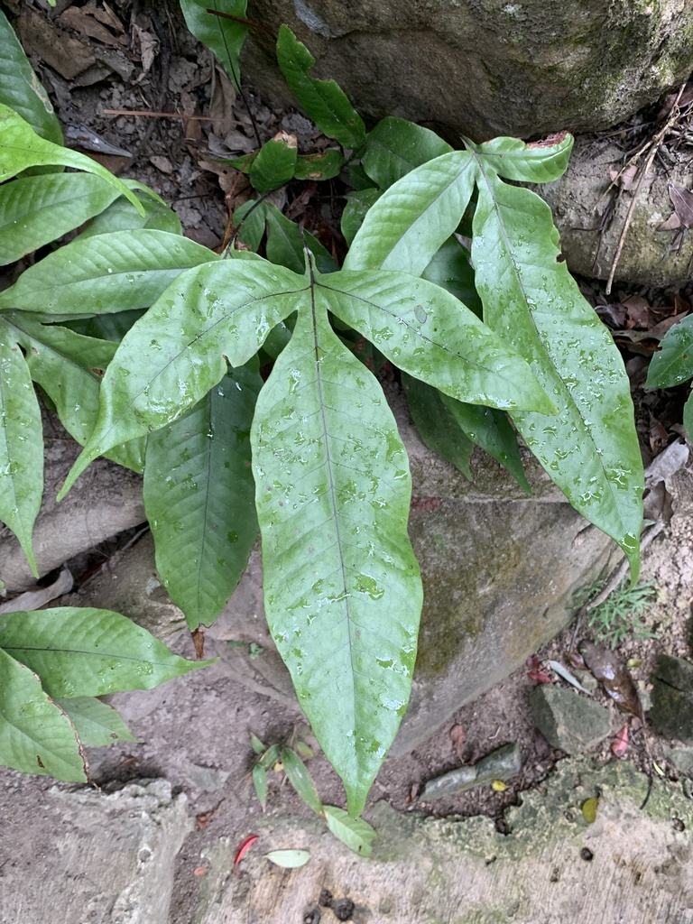 (Tectaria harlandii) - Botanical Realm