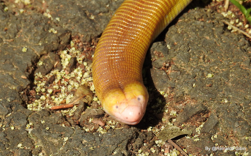 Red Worm Lizard (Amphisbaena alba) - Snakes and Lizards