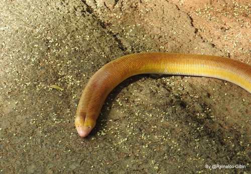 Red Worm Lizard (Amphisbaena alba) - Snakes and Lizards
