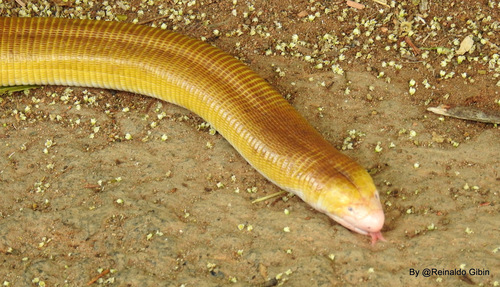 Red Worm Lizard (Amphisbaena alba) - Snakes and Lizards