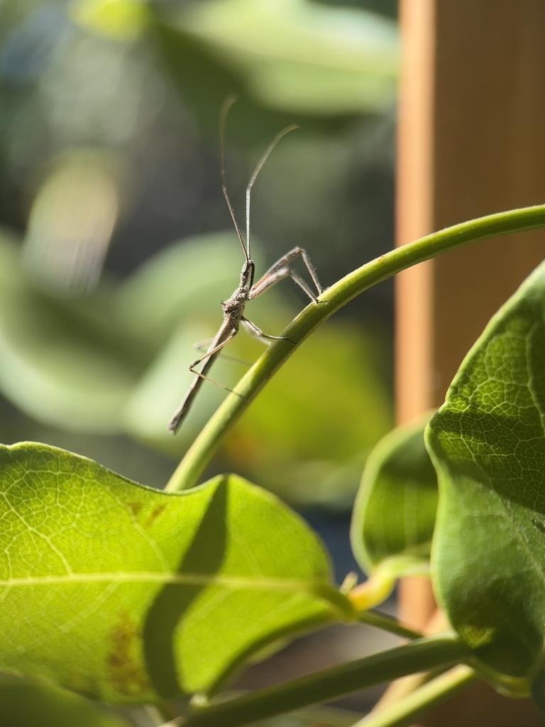 Ischnolestes from Milton Pl, Lake Coogee, WA, AU on February 7, 2024 at ...