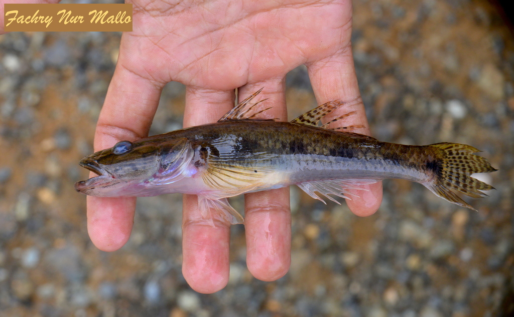 Golden Flathead Goby from Danau Ti, Danau, Petasia Barat, North ...
