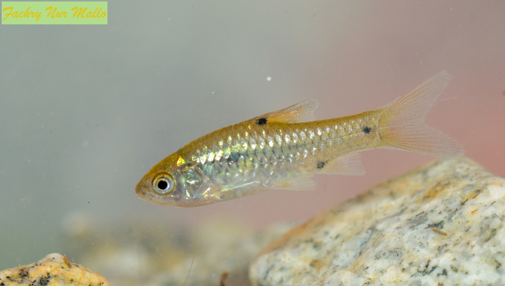 Spotted Barb from Poso Regency, Central Sulawesi, Indonesia on January ...