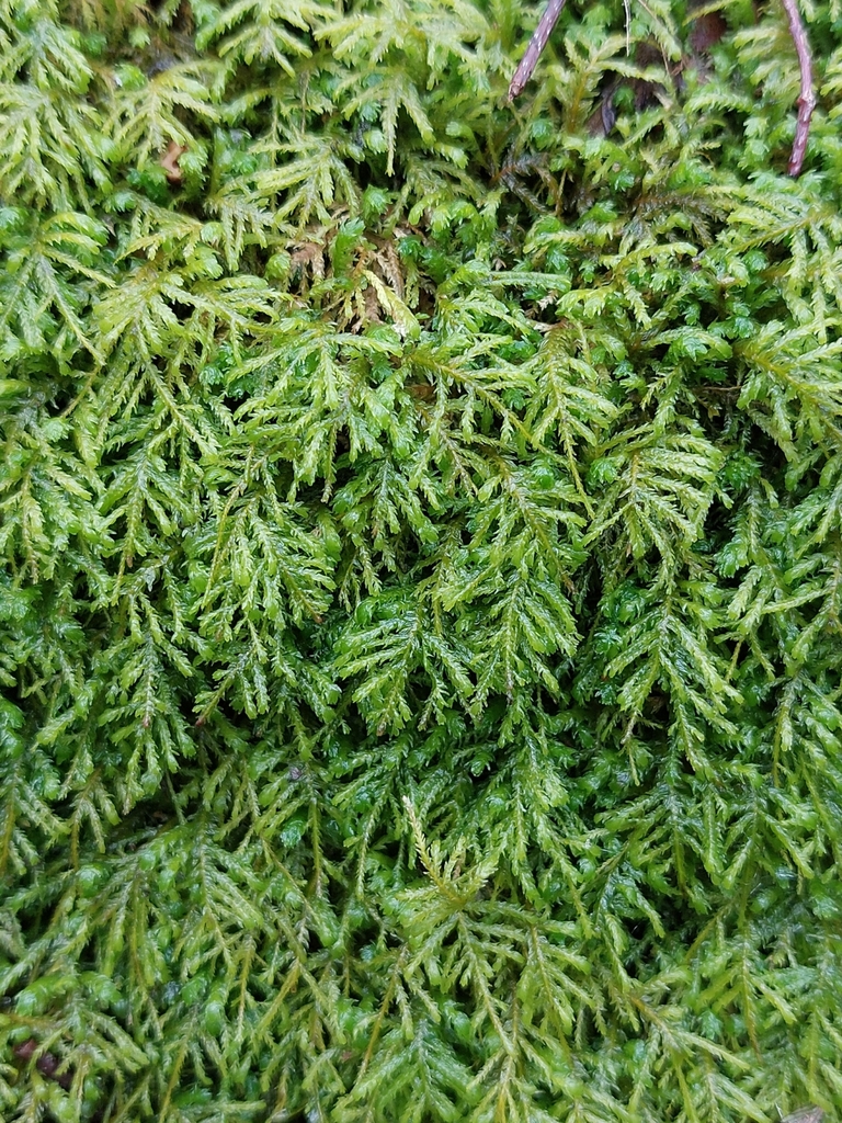tree-skirt moss from Канівський район, Черкаська область, Україна on ...