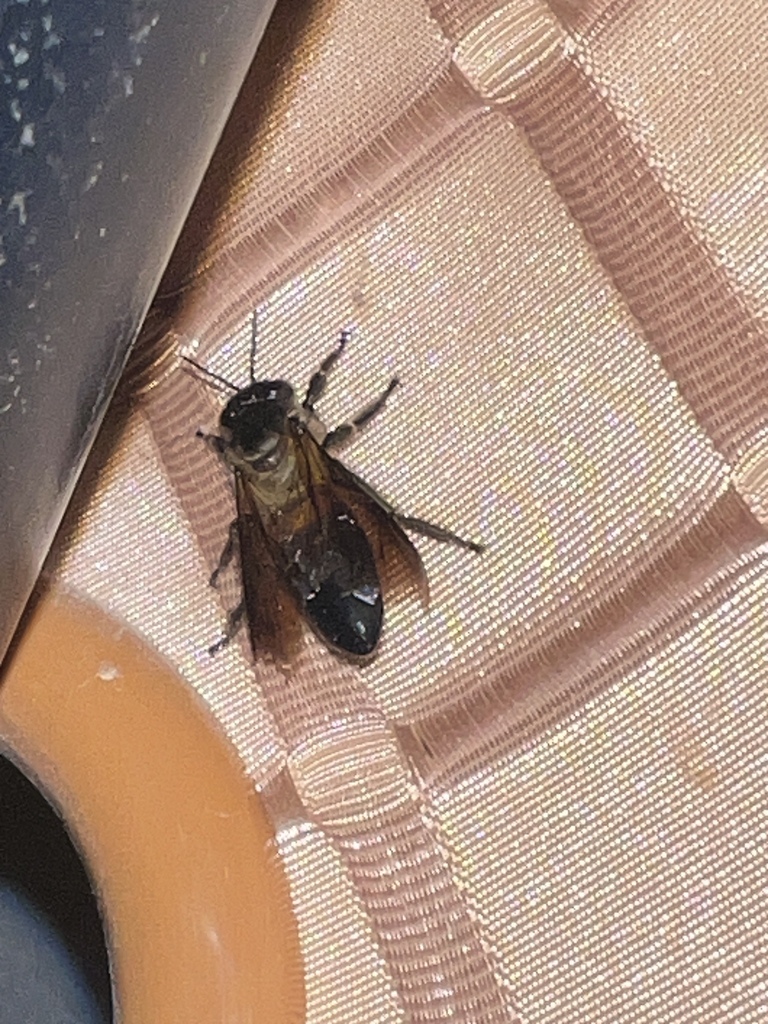 Giant Honey Bee from Ro Pho Cho Mae Hong Son 4024 Rd., Pai, Mae Hong ...