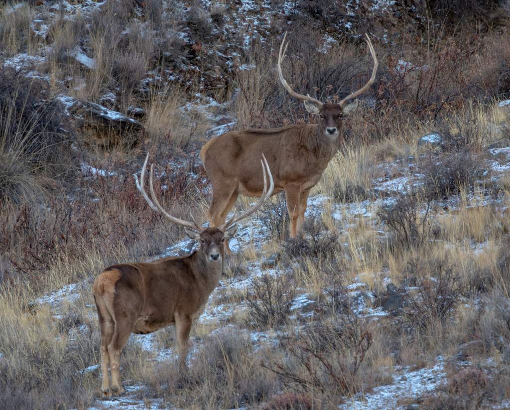 White-lipped Deer in February 2024 by ZhenningLiu · iNaturalist
