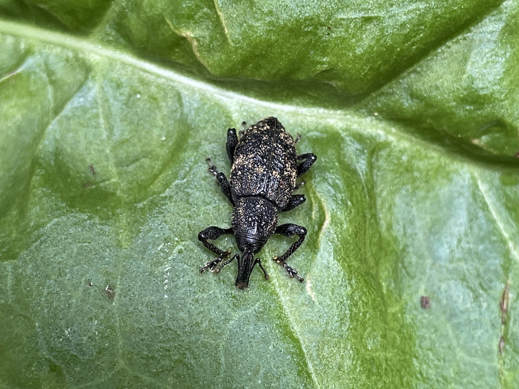 Pimelocerus orientalis from Kuril'skiy rayon, Sakhalin, Russia on July ...