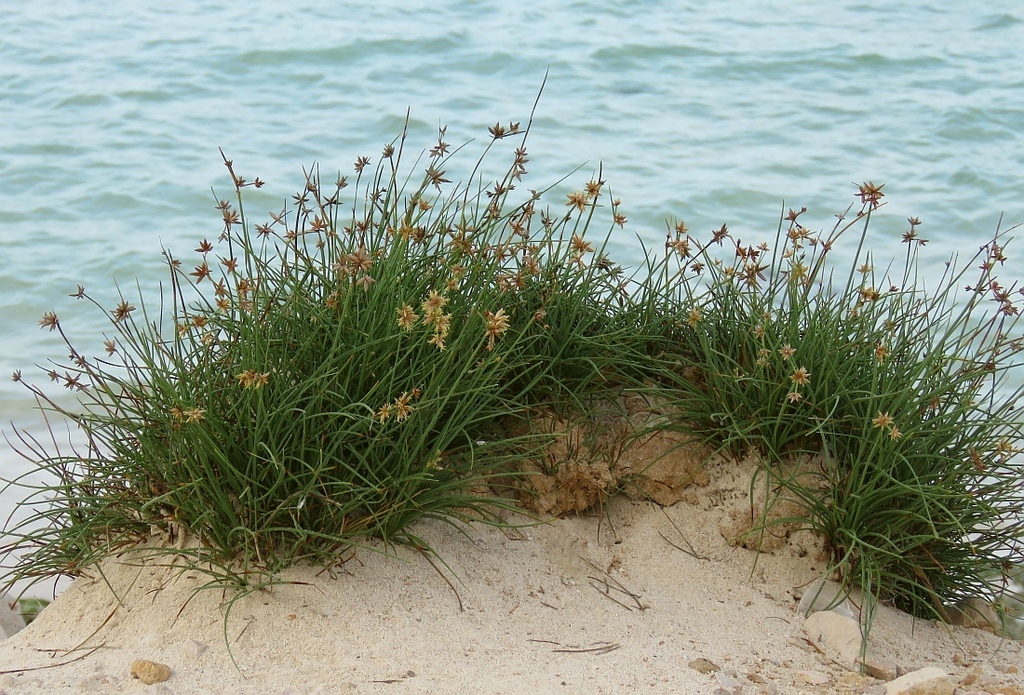 Cyperus conglomeratus from Hadibu, Jemen on January 18, 2024 at 12:49 ...