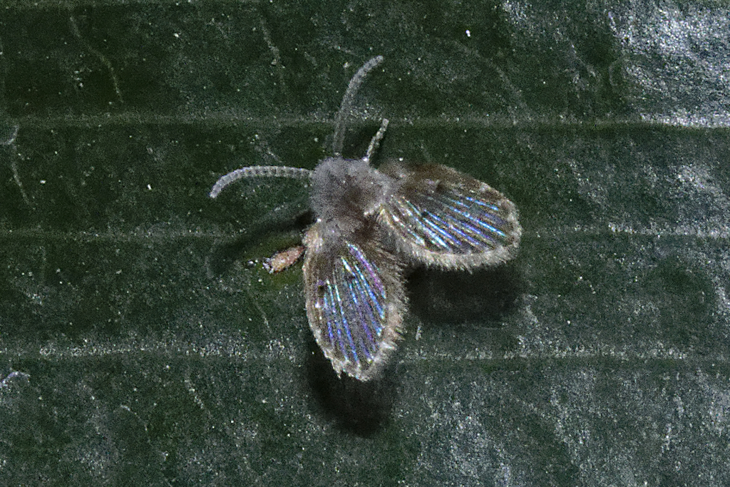 Bathroom Moth Fly from Perth WA, Australia on February 7, 2024 at 10:54 ...