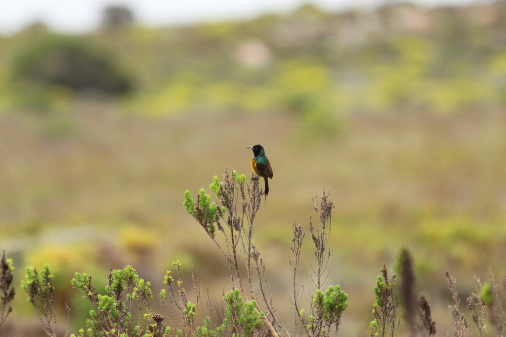 Orange-breasted Sunbird from Cape Point, Cape Peninsula, Cape Town ...