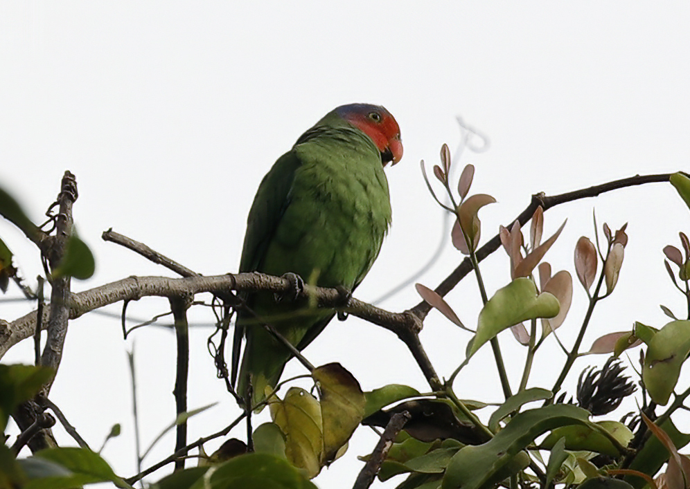 Red-cheeked Parrot from Iron Range QLD, Australia on July 24, 2022 at ...