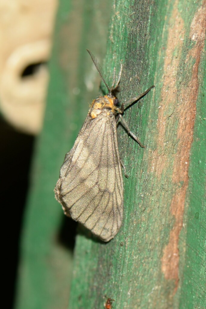 Tiger Moths and Allies from Urraca Lodge, Jorupe Reserve, Macara, Loja ...