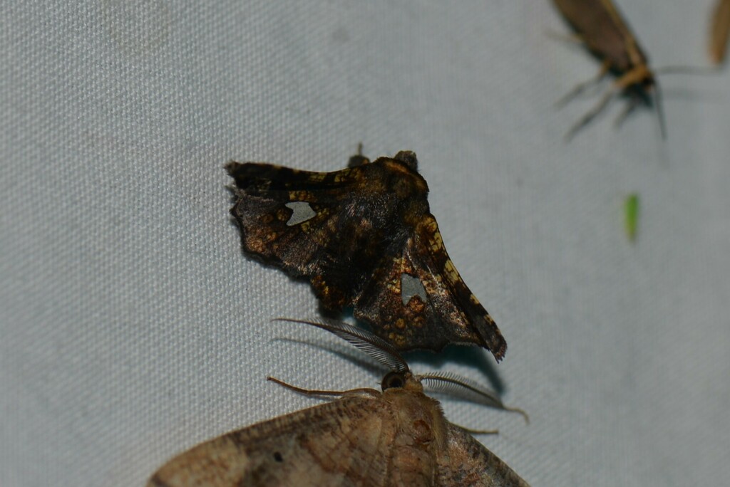 Eyed Dysodia Moth from Urraca Lodge, Jorupe Reserve, Macara, Loja ...