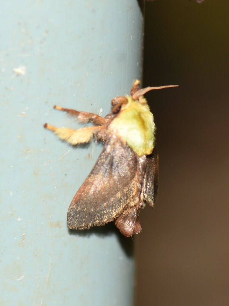 Limacodinae from Urraca Lodge, Jorupe Reserve, Macara, Loja, Ecuador on ...