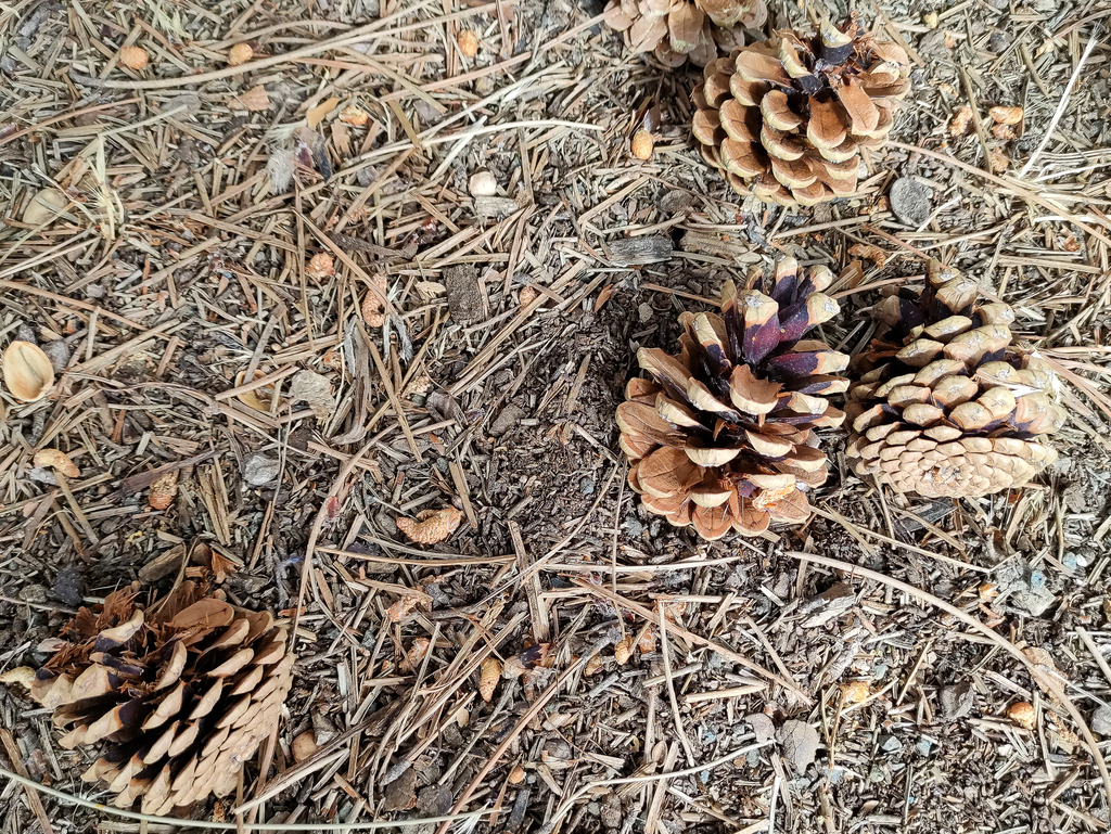 black pine (Pinus nigra) - Botanical Realm