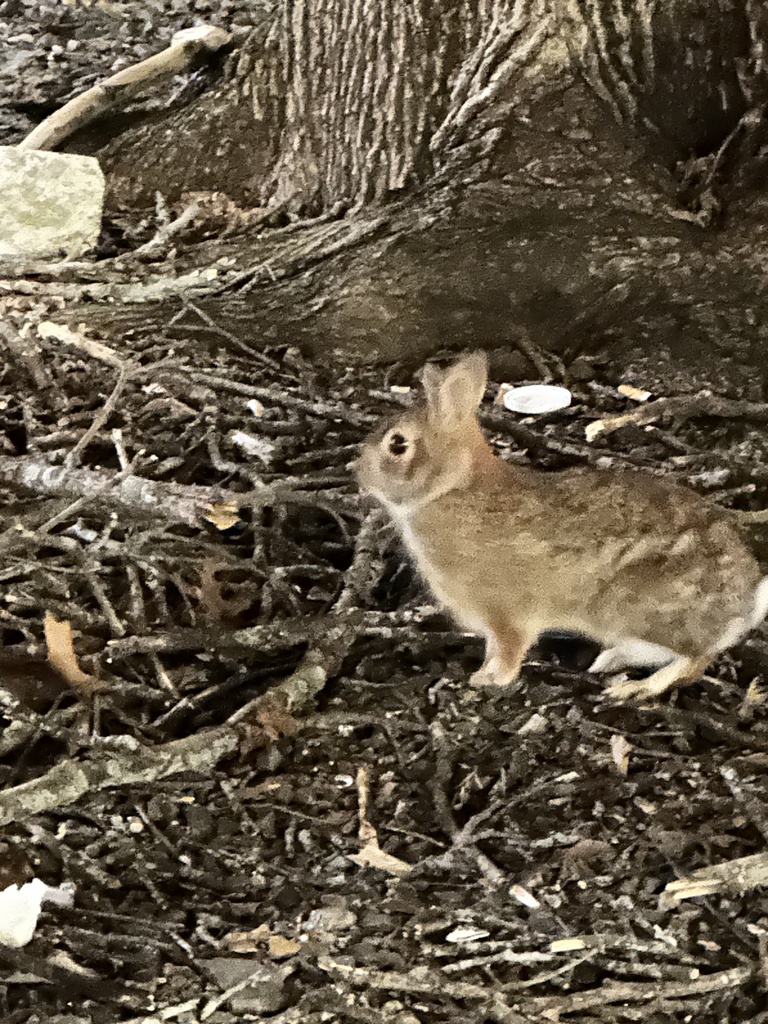 Eastern Cottontail from Randall Square, Providence, RI, US on February ...
