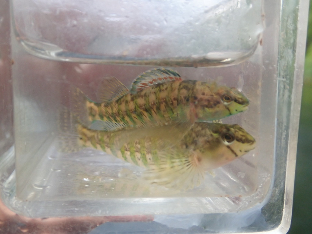 Banded Darter from Lewis County, TN, USA on May 25, 2023 at 06:38 PM by ...