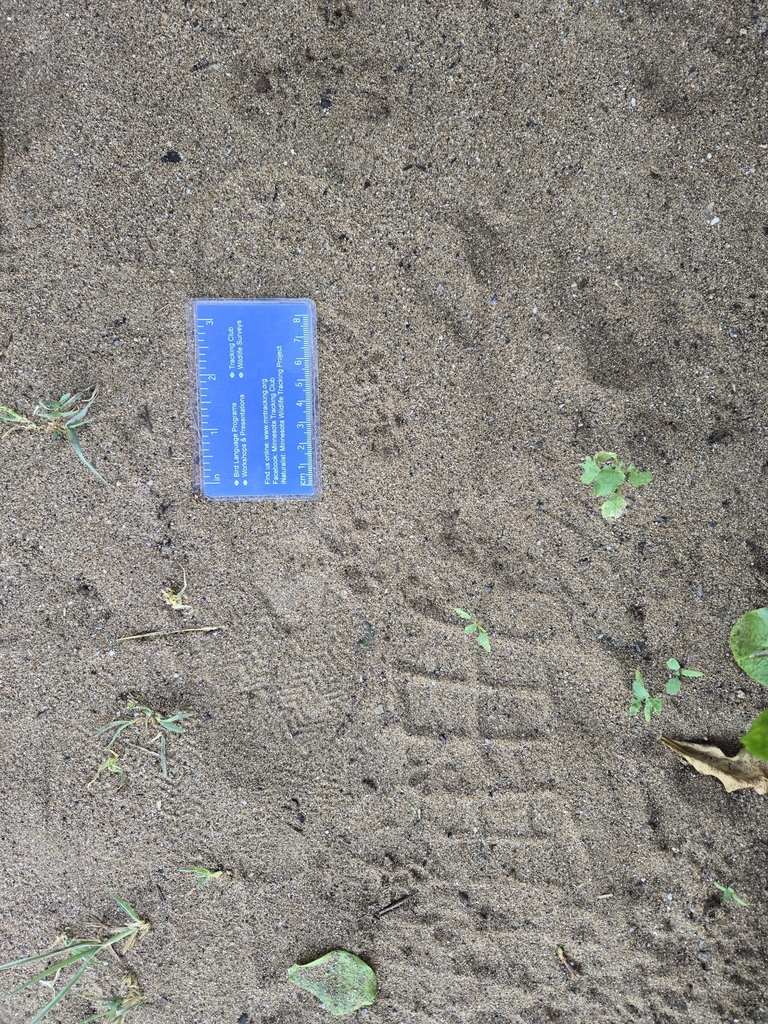 Black Rat from Wailea, Wailea-Makena, HI 96753, USA on February 7, 2024 ...