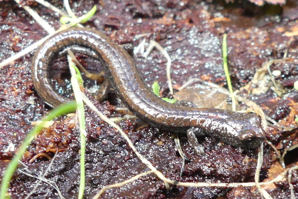 Kern Canyon Slender Salamander in February 2024 by Jonathan Hakim ...