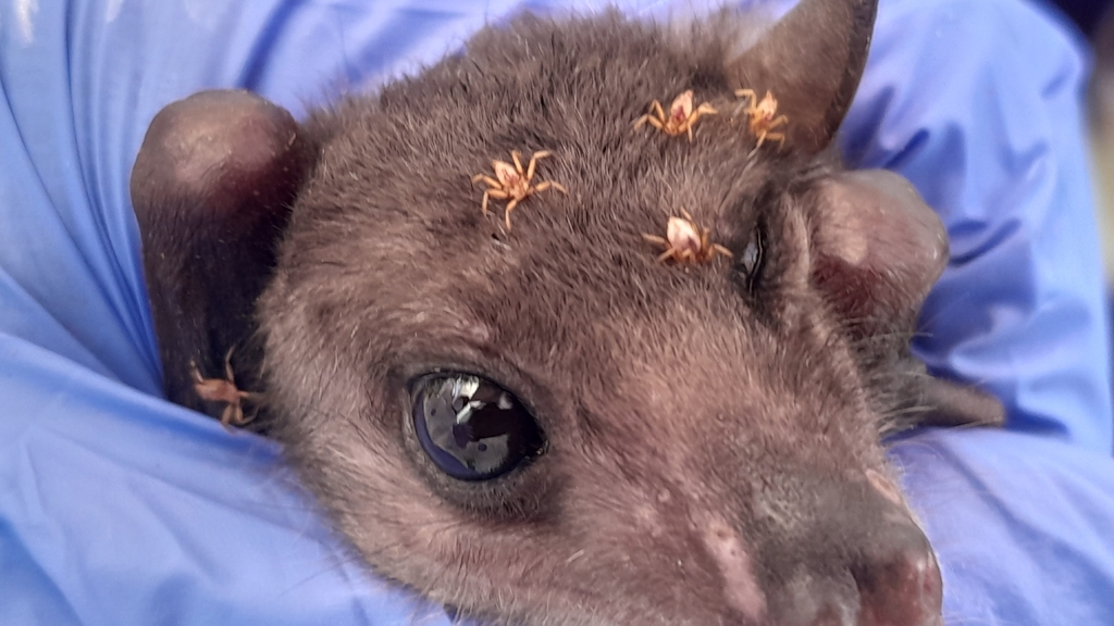 Madagascan Rousette in February 2024 by Andrianiaina Angelo · iNaturalist