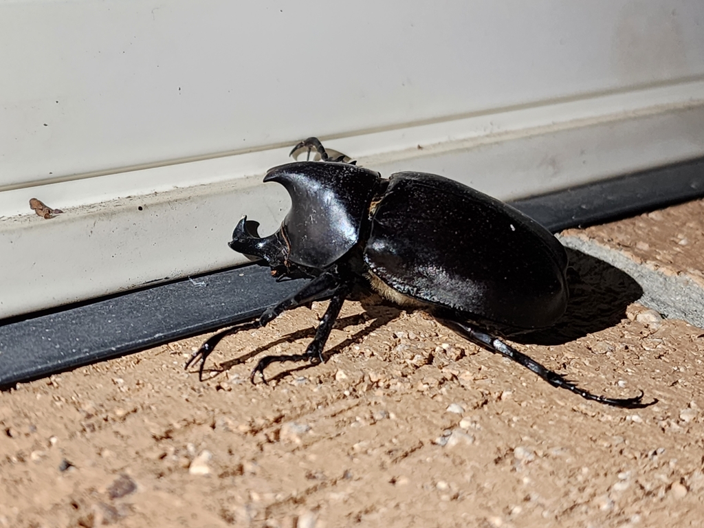 East Australian Rhinoceros Beetle from Kensington Grove QLD 4341 ...