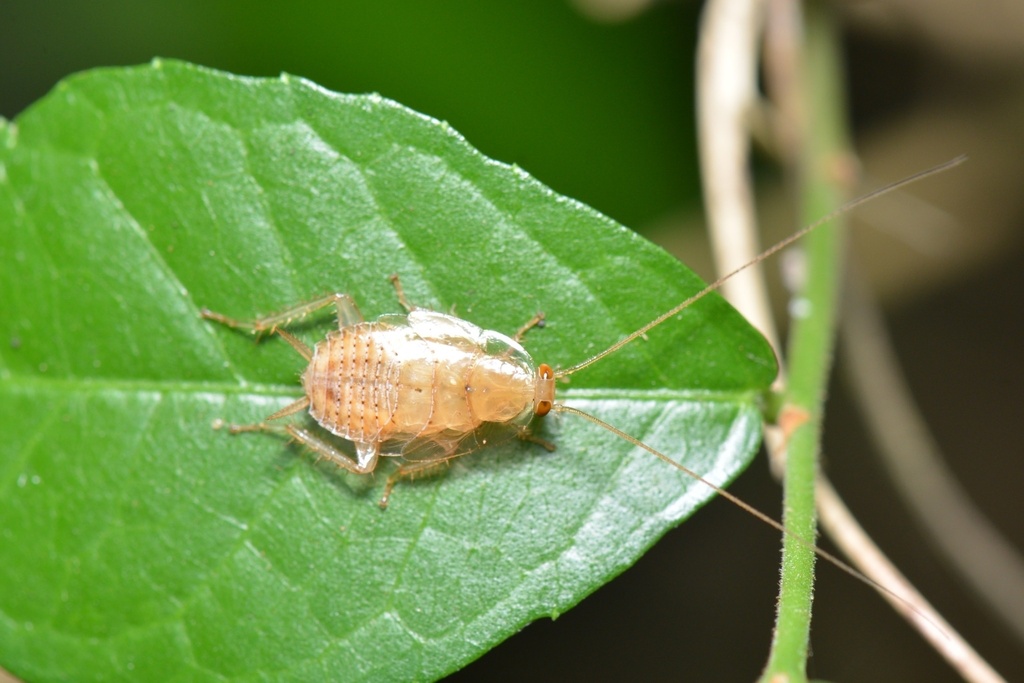 Asian Cockroach from มะขามเตี้ย, อำเภอเมืองสุราษฎร์ธานี, สุราษฎร์ธานี ...