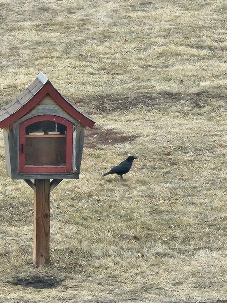 American Crow from Mankato, MN, USA on February 7, 2024 at 10:33 PM by ...