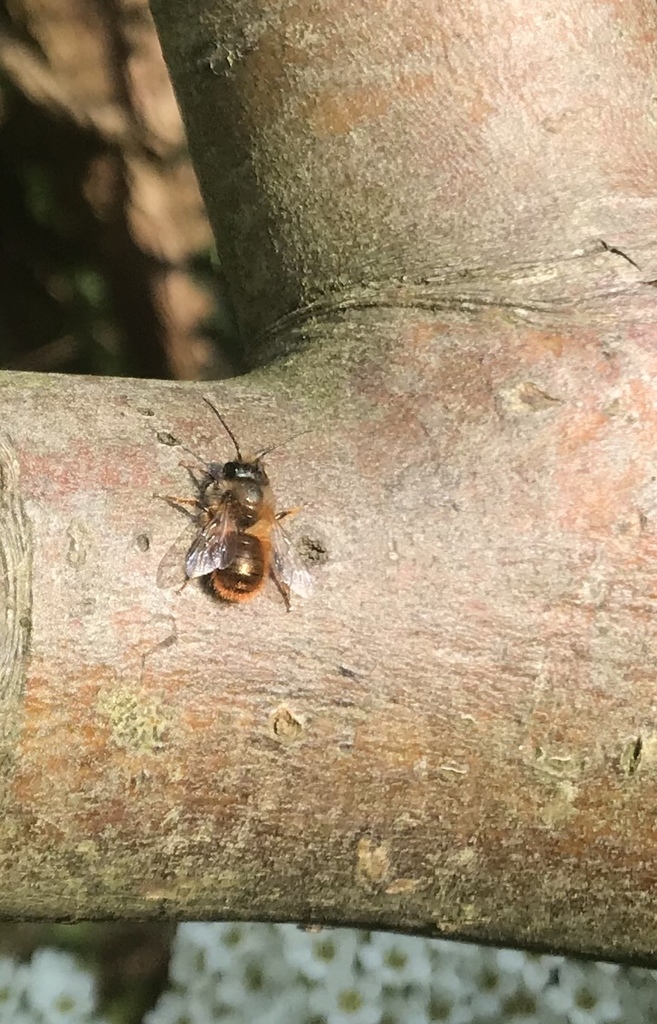 Red Mason Bee from 15 Round Wood, Preston, England, GB on April 17 ...