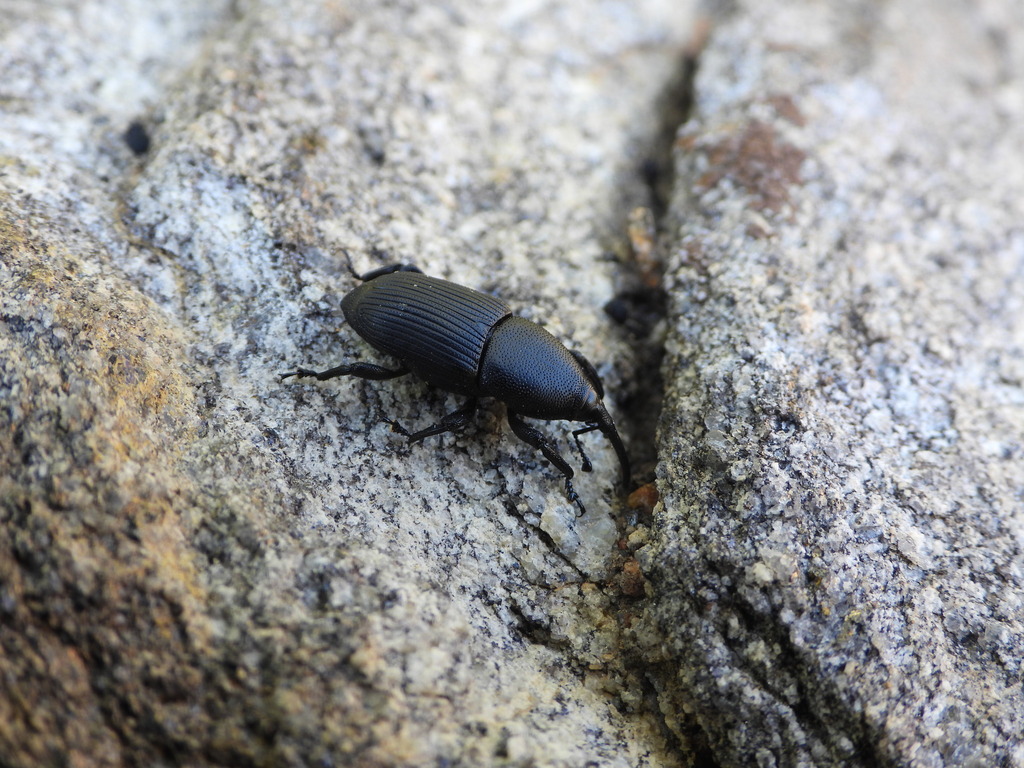 Yucca Weevil in April 2020 by diomedea_exulans_li · iNaturalist