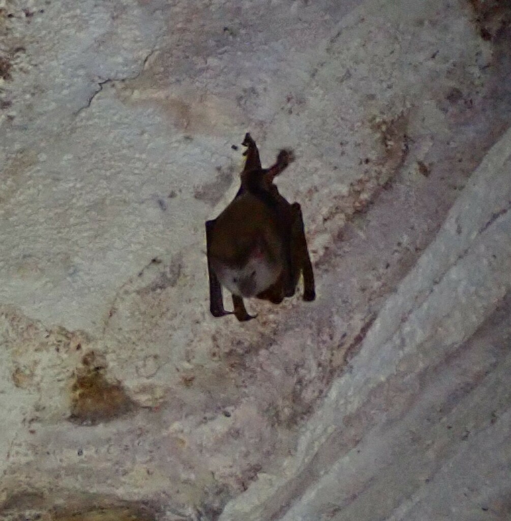 Buffy Flower Bat from San Salvador, The Bahamas on January 5, 2024 at ...