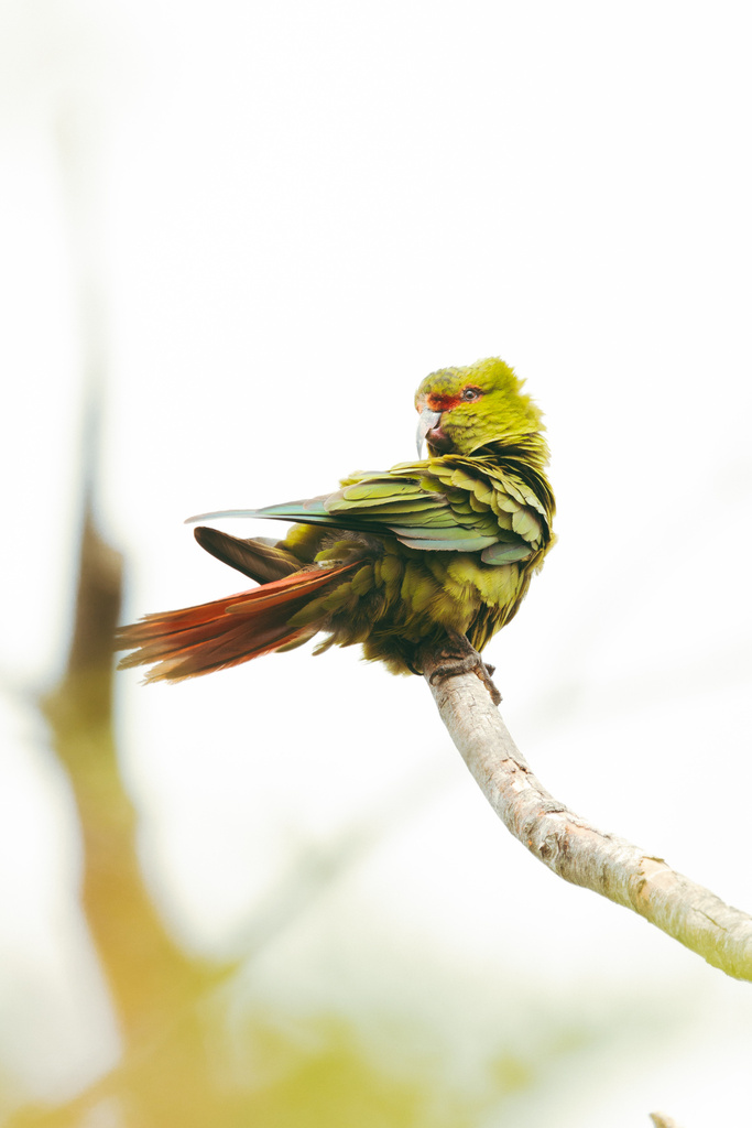 Slender-billed Parakeet from Isla Grande de Chiloé, Chonchi, Región de ...
