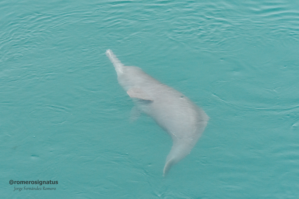 Ganges River Dolphin (Platanista gangetica) - Know Your Mammals