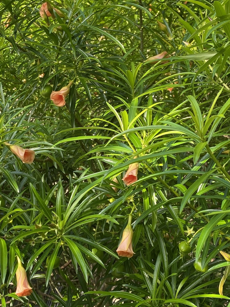 Be-still tree from Cohen Park, Annandale, NSW, AU on February 8, 2024 ...