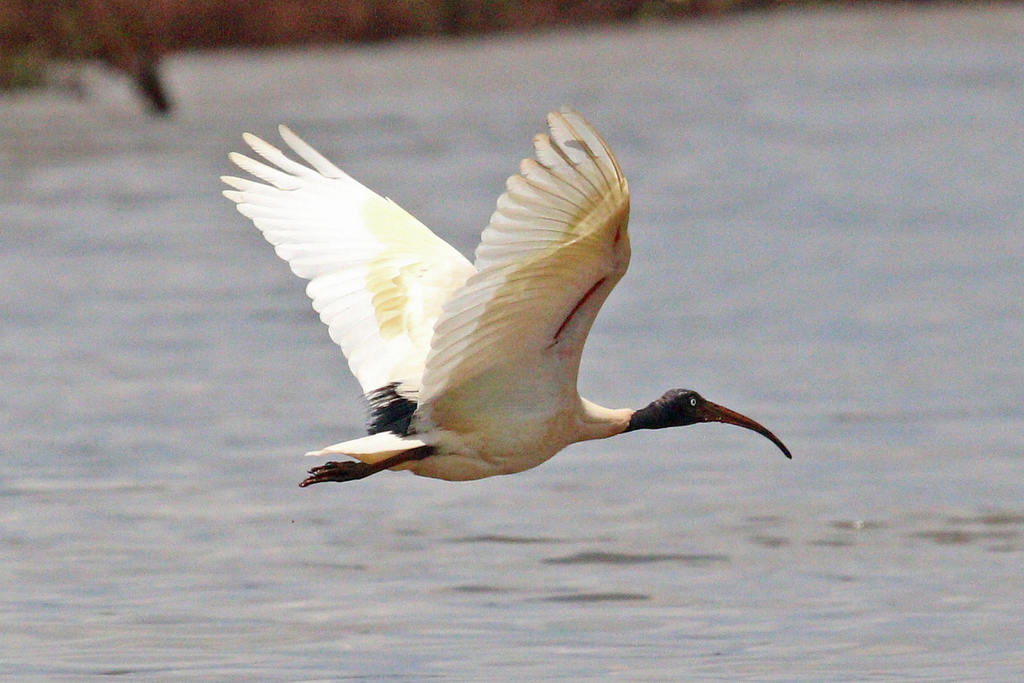 Madagascar Sacred Ibis (Threskiornis bernieri bernieri) - Avian Discovery