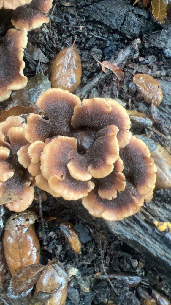 bear lentinus from Blue Sky Ecological Reserve, Poway, CA, US on ...
