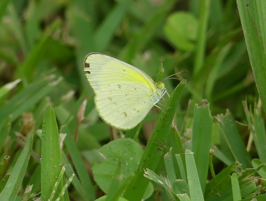 Small Grass-yellow from Hungry Head, Urunga NSW 2455, Australia on ...