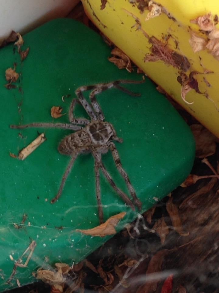 Eastern Banded Huntsman from Chrystal St, Roma, QLD, AU on June 26 ...
