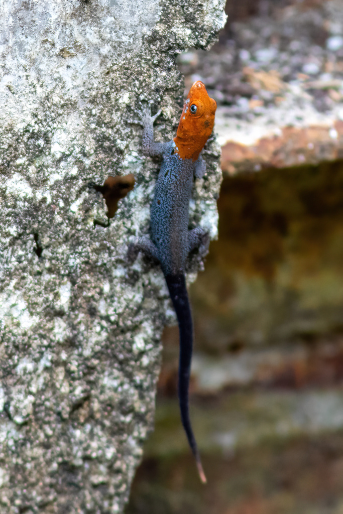 Yellow-headed Gecko in January 2024 by jcsullivan · iNaturalist
