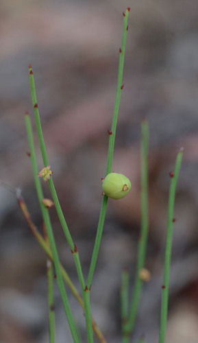 Synostemon aphyllus · NaturaLista Colombia