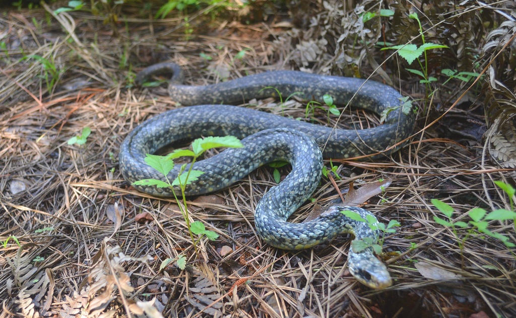 Buttermilk Racer from De Berry, TX, US on April 27, 2016 at 12:56 AM by ...