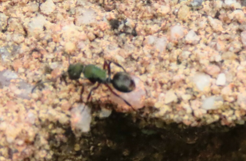 Polyrhachis hookeri from Coomba Park NSW 2428, Australia on February 8 ...
