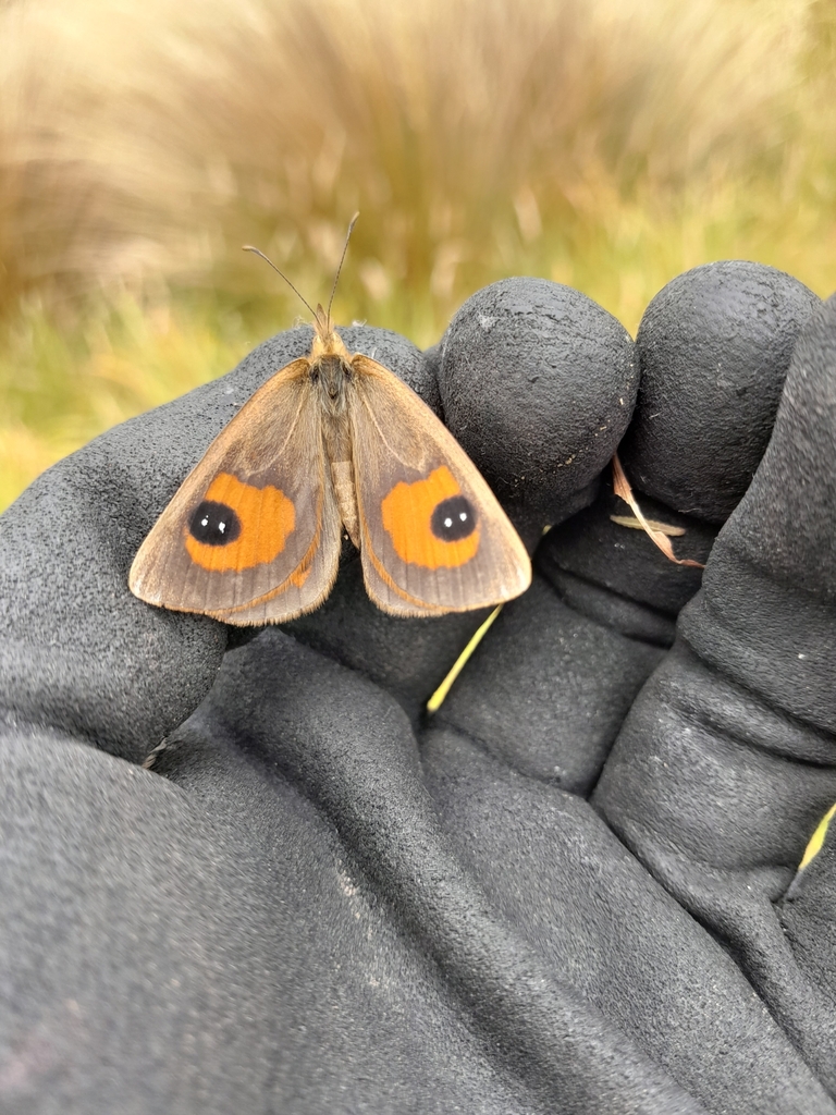 Common tussock butterfly from Waipori 9074, New Zealand on February 7 ...