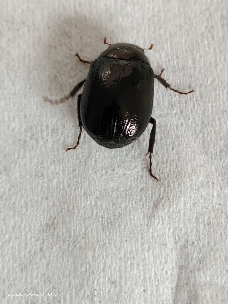 Apogonia from Yichun, CN-JX, CN on June 20, 2022 at 10:07 AM by ...