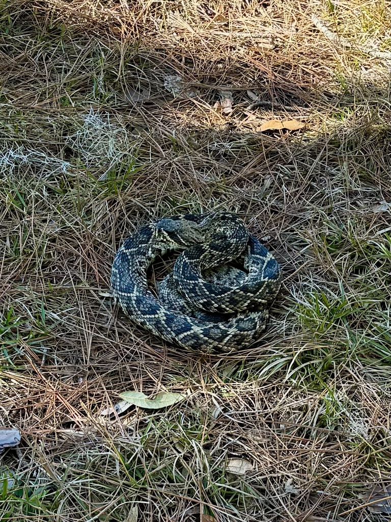 Eastern Diamondback Rattlesnake from Brunswick, GA, US on February 6 ...