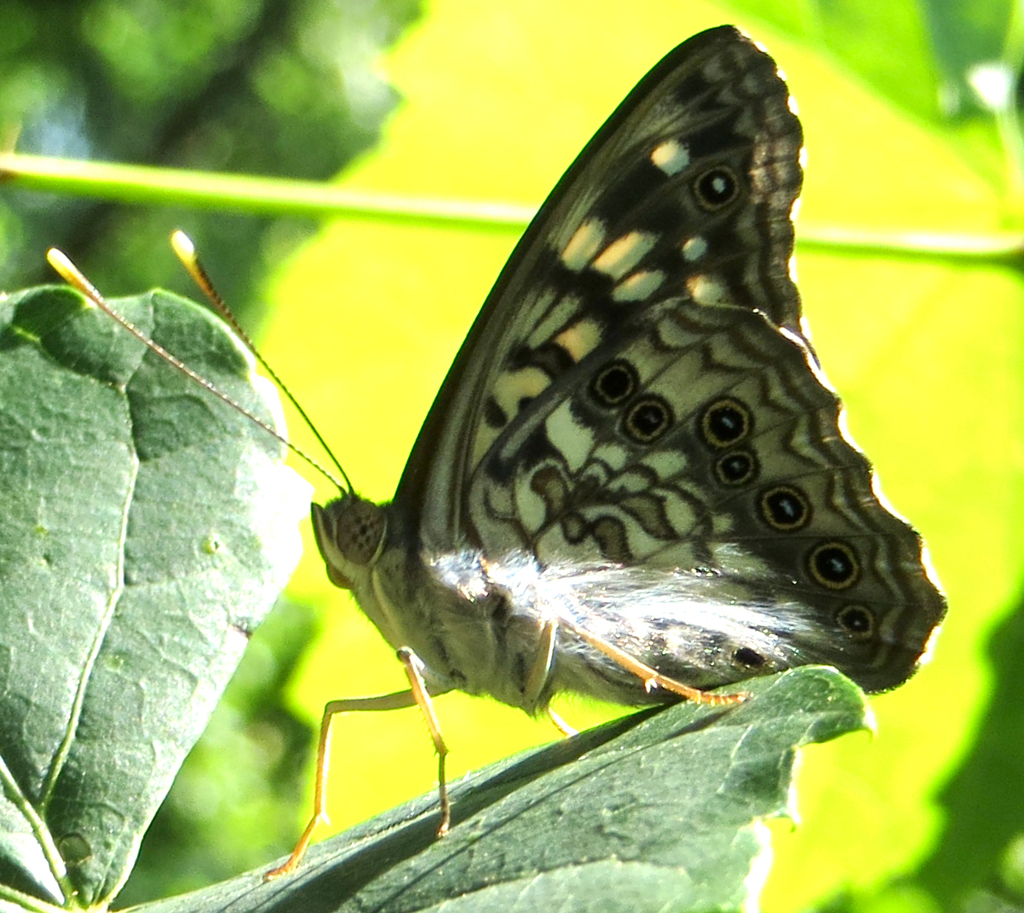 Hackberry Emperor from Madison County, VA, USA on June 21, 2013 at 01: ...