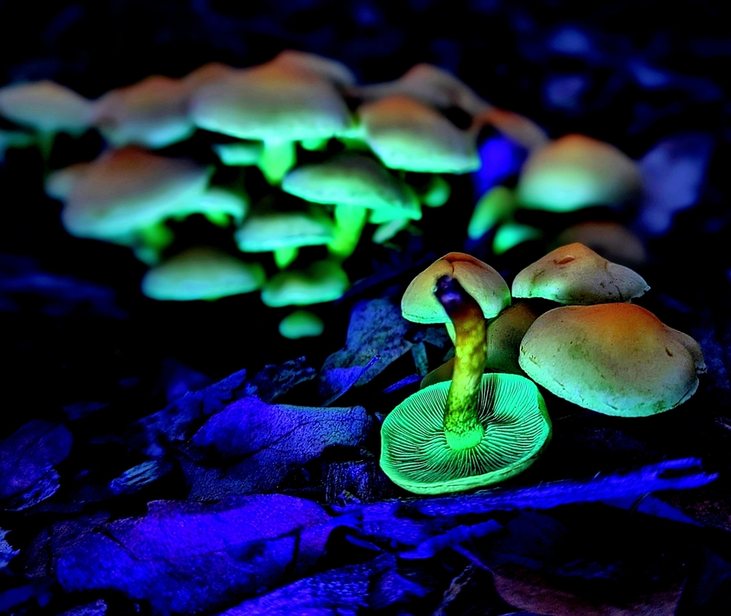 Sulphur Tuft from Fair Oaks, CA, USA on February 6, 2024 at 05:44 PM by ...