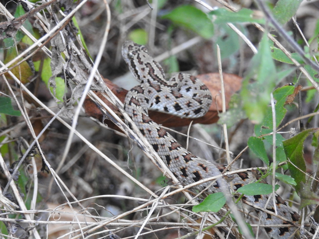 Sinaloan Long-tailed Rattlesnake in February 2024 by Mauro · iNaturalist