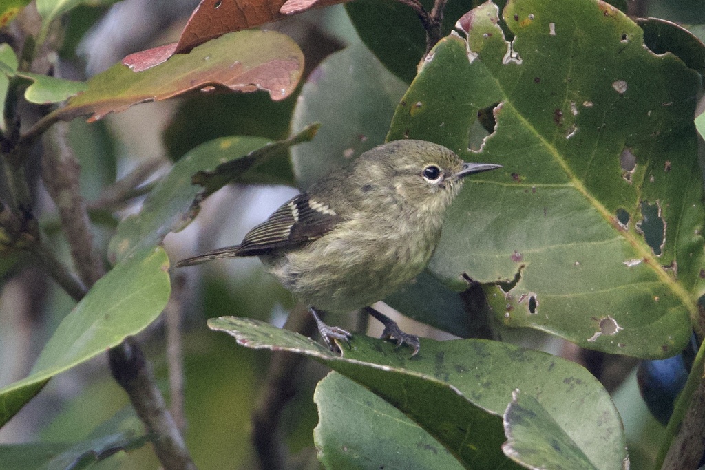 Elfin-woods Warbler in February 2024 by Nick Pederson · iNaturalist