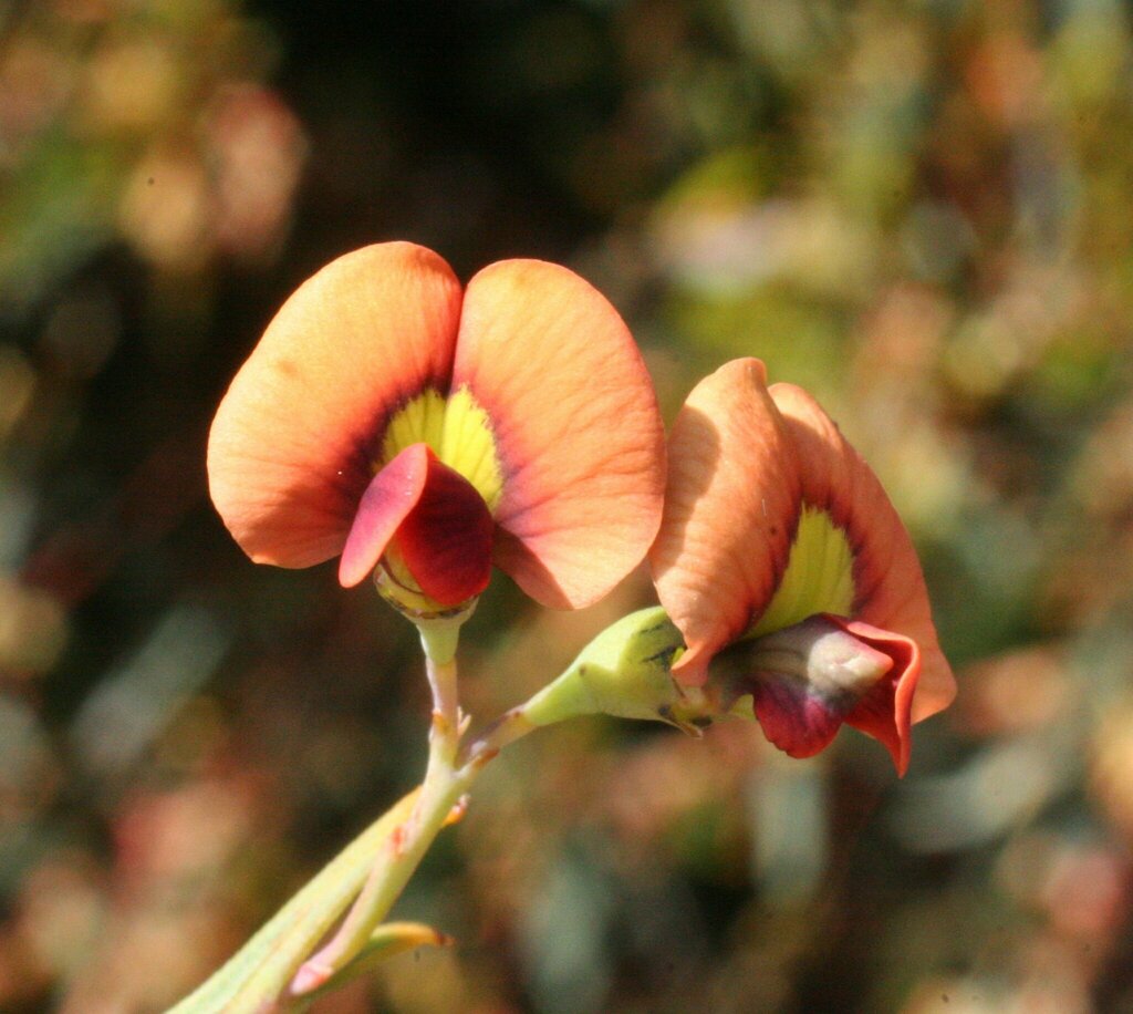 Daviesia implexa from North Lake Grace WA 6353, Australia on April 17 ...