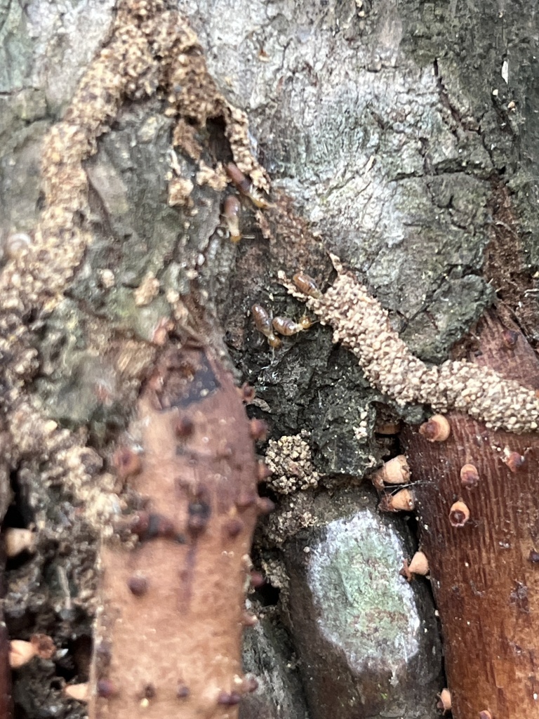 Microcerotermes from National University of Singapore, SG on February 8 ...